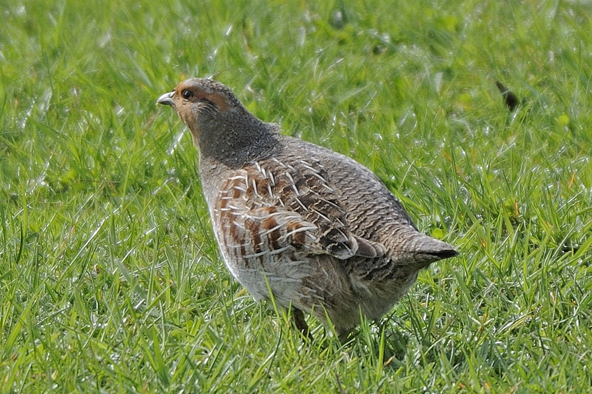 Perdix perdix, Grey Partridge